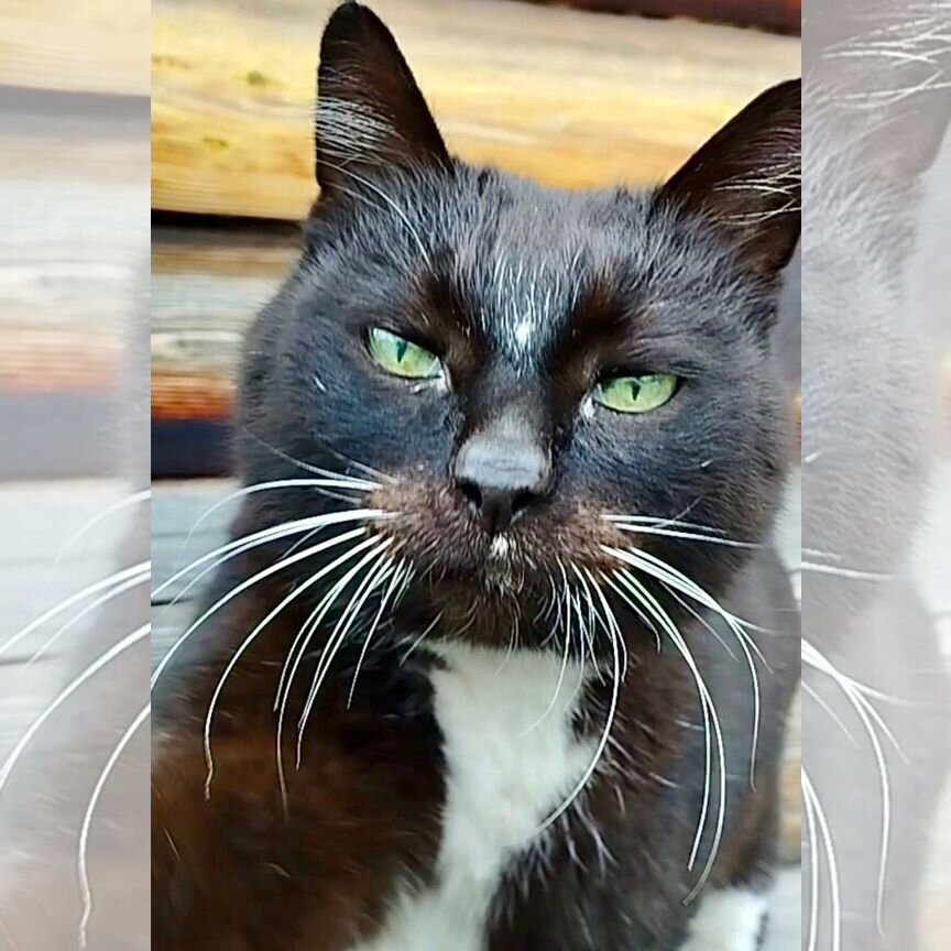 Настрадавшийся кот Кеша в добрые руки