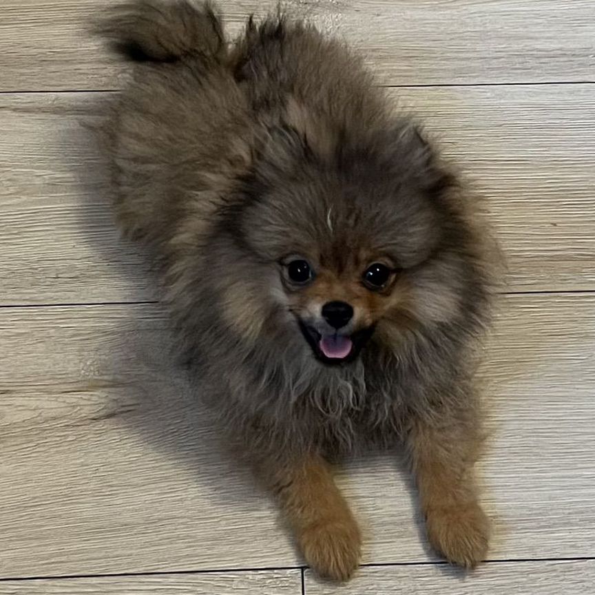 Немецкий шпиц, щенок