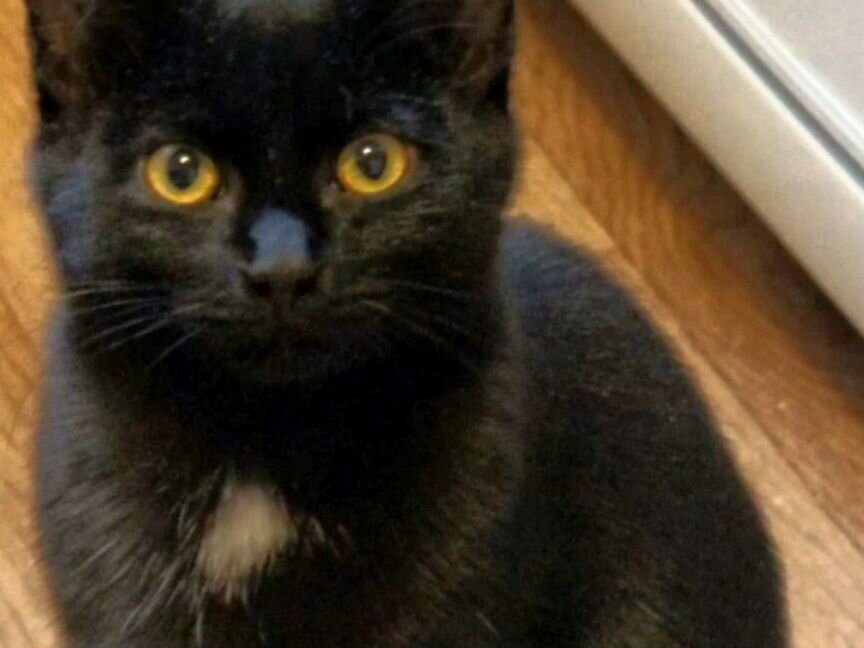 Маленький котик