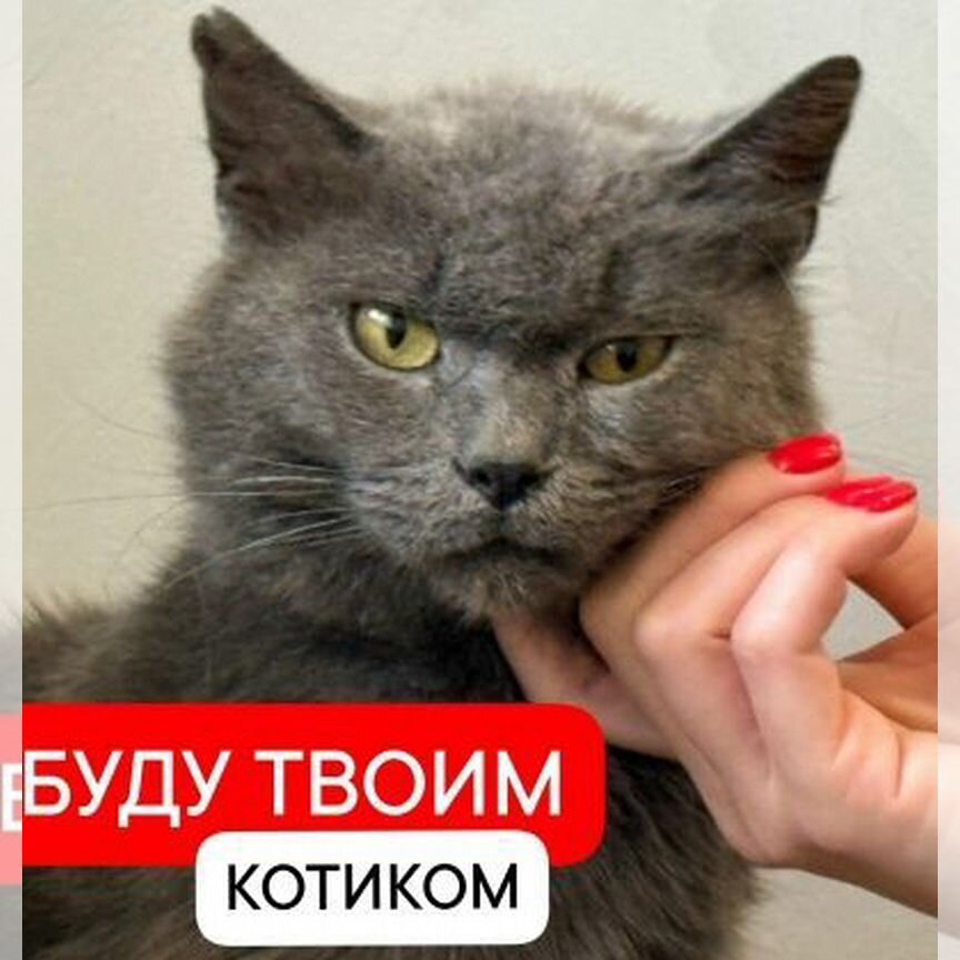 Взрослая кошка в добрые руки