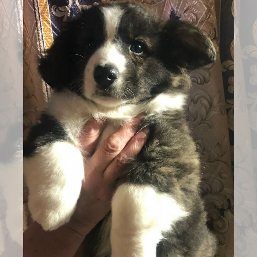 Вельш Корги Кардиган, щенок