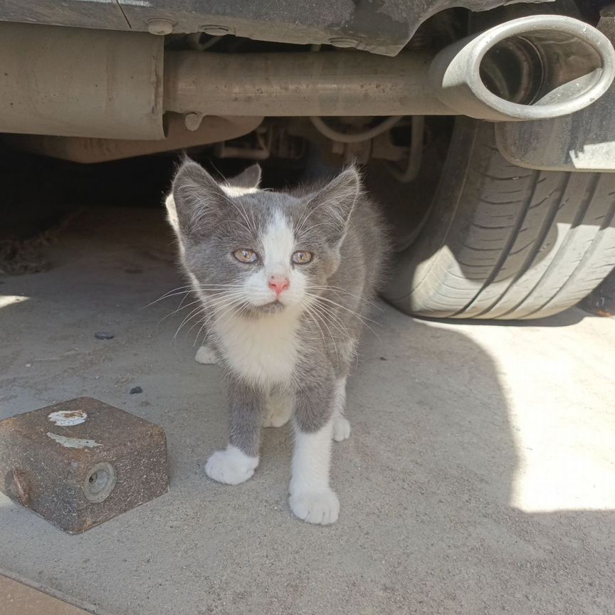 Котёнок в добрые руки