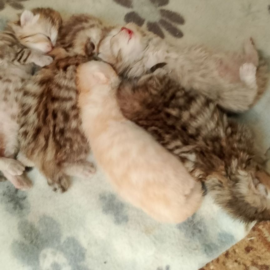 Британский короткошёрстный котёнок