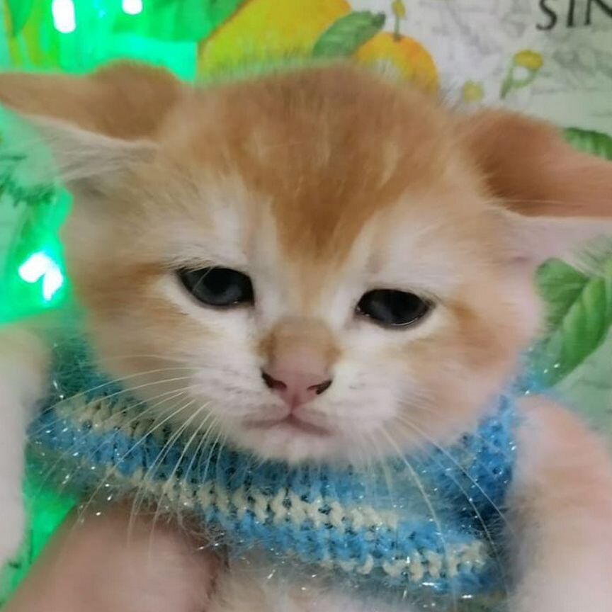 Британский короткошёрстный котёнок