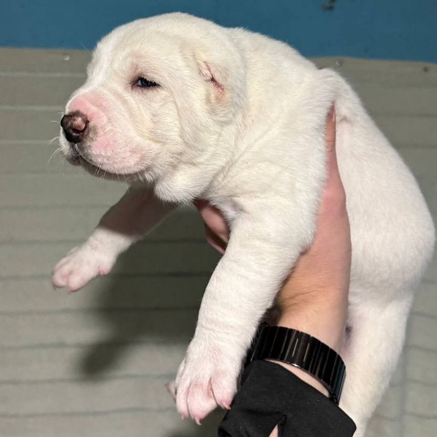 Среднеазиатская овчарка, щенок