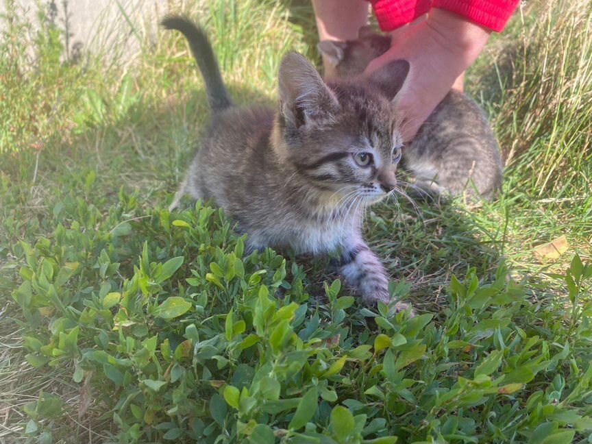 Милые котодети ищут добрые руки