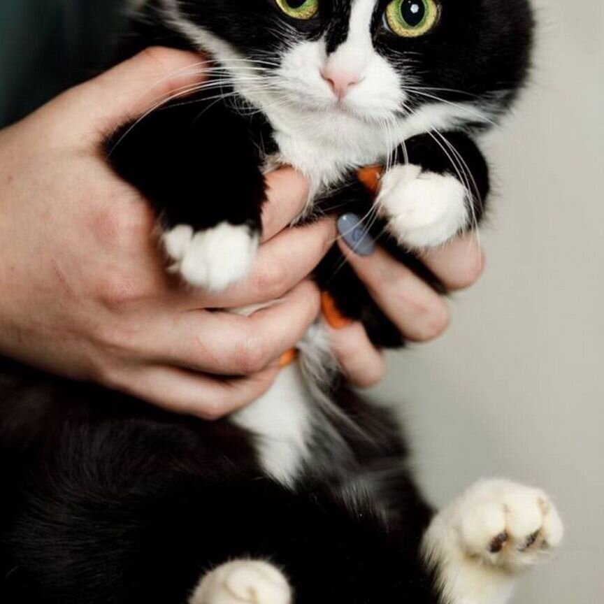 Взрослая, Девочка кошка в добрые руки