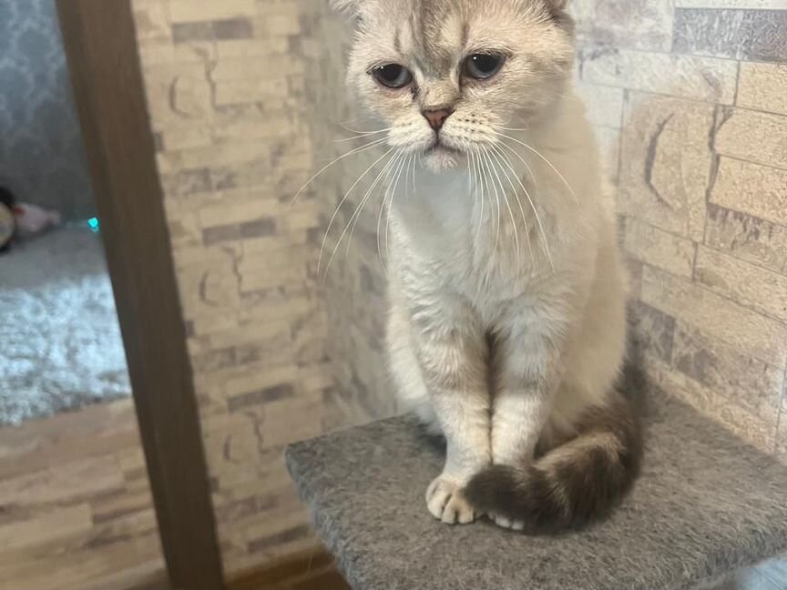 Кошка