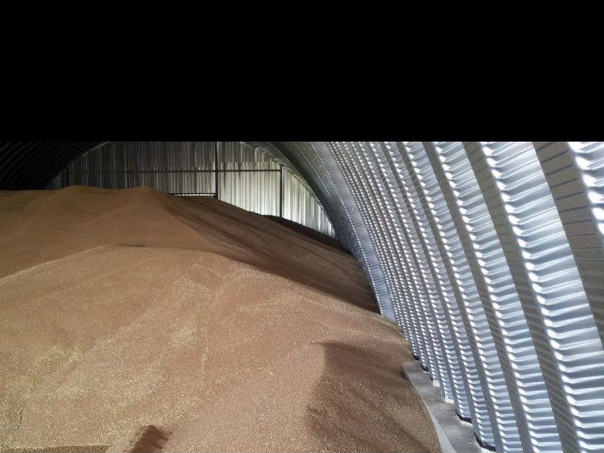 Зерно пшеница