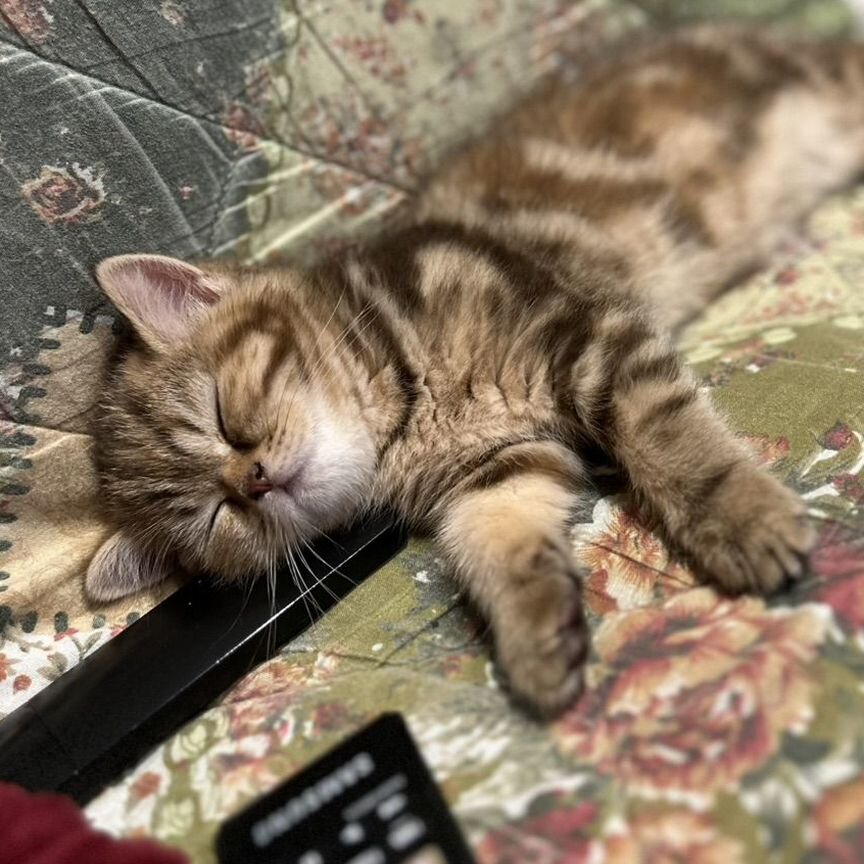 Шотландские прямоухие котята девочки