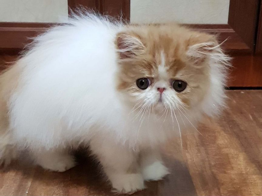 Кукольная девочка