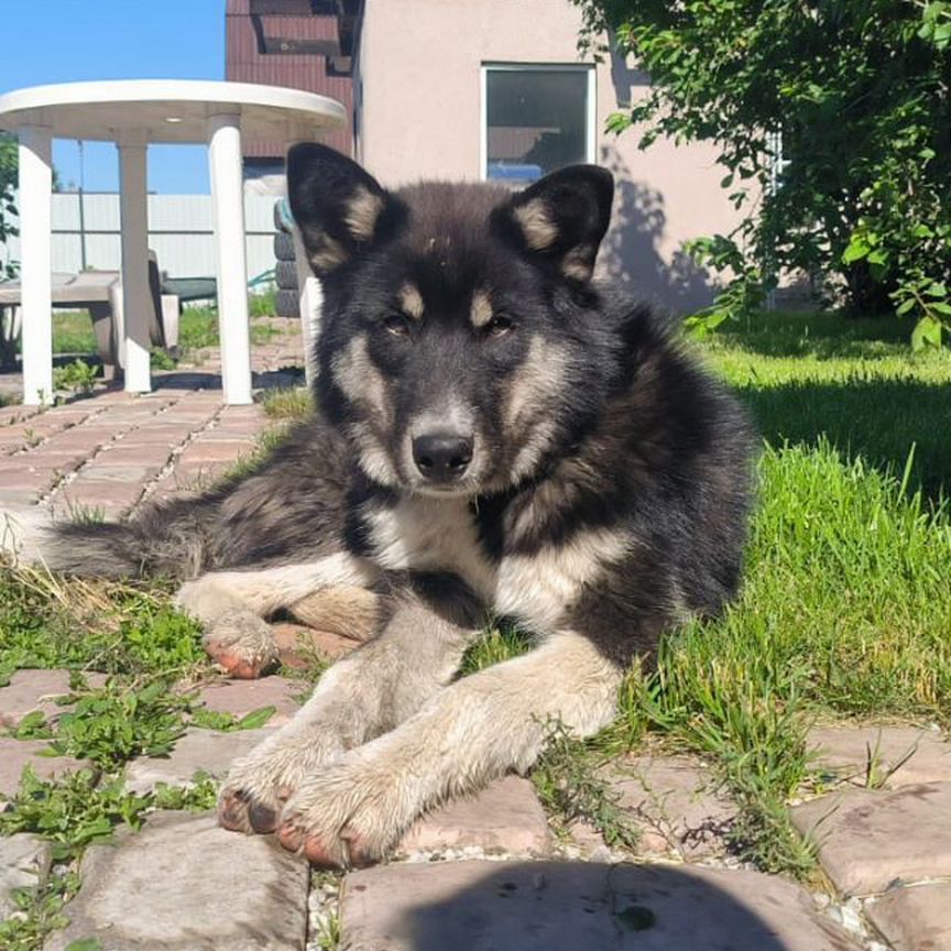 Фенотип лайки отдам бесплатно