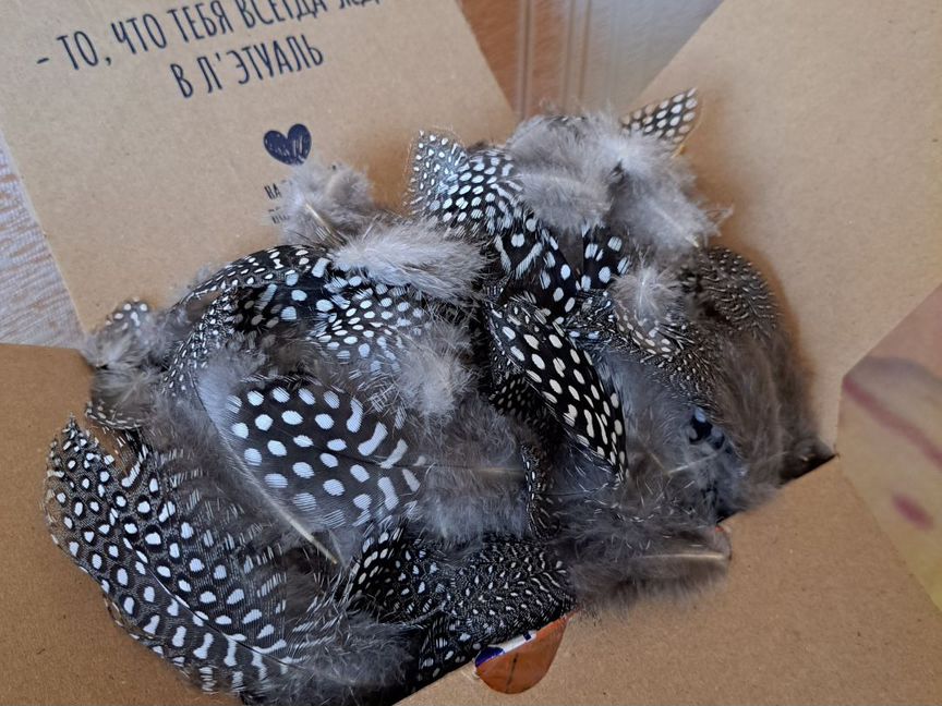 Перо цесарки