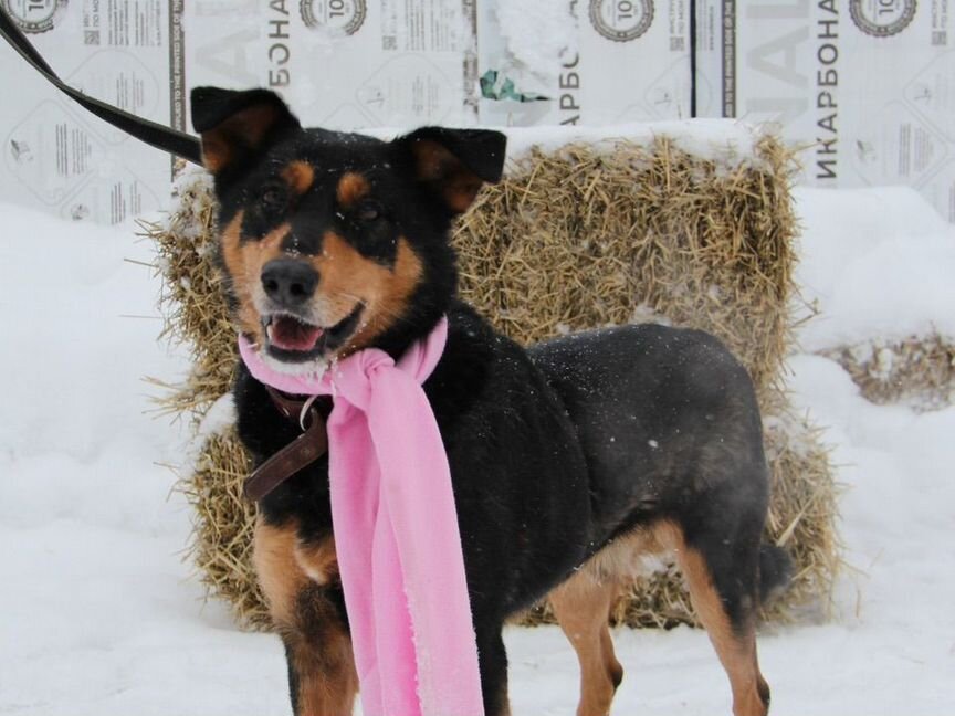 Пес из приюта