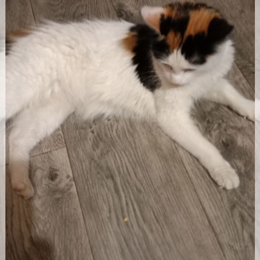 Кошки