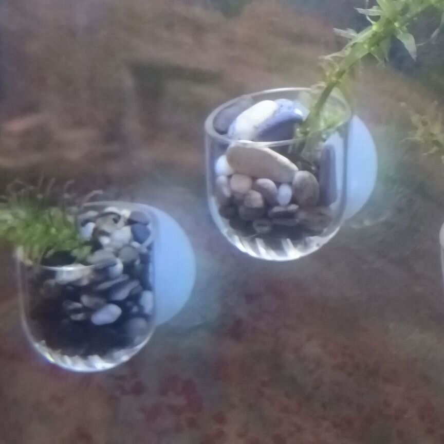 Для аквариума, чаши на присосках