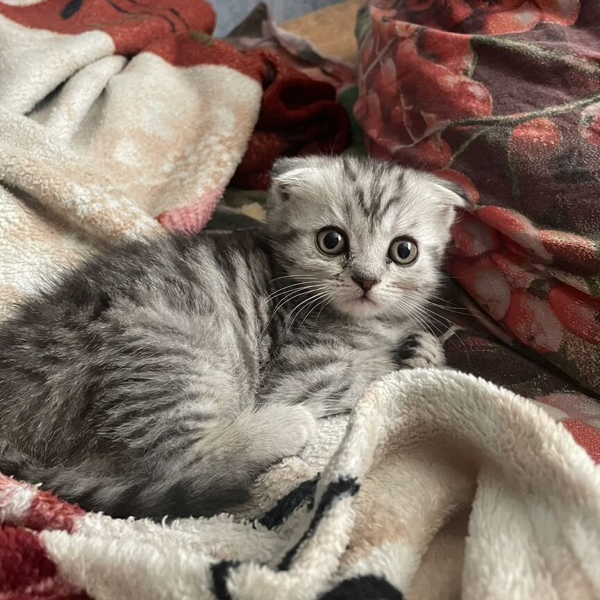 Шотландский вислоухий котенок