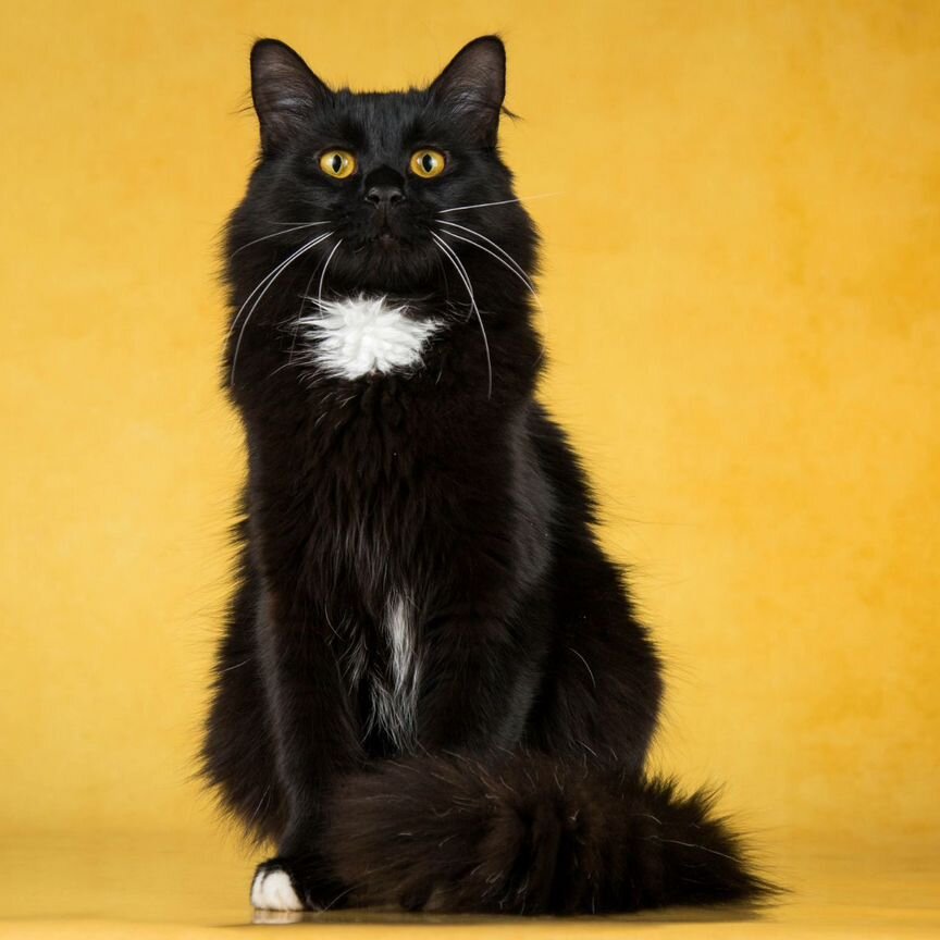 Падди котик мечтатель