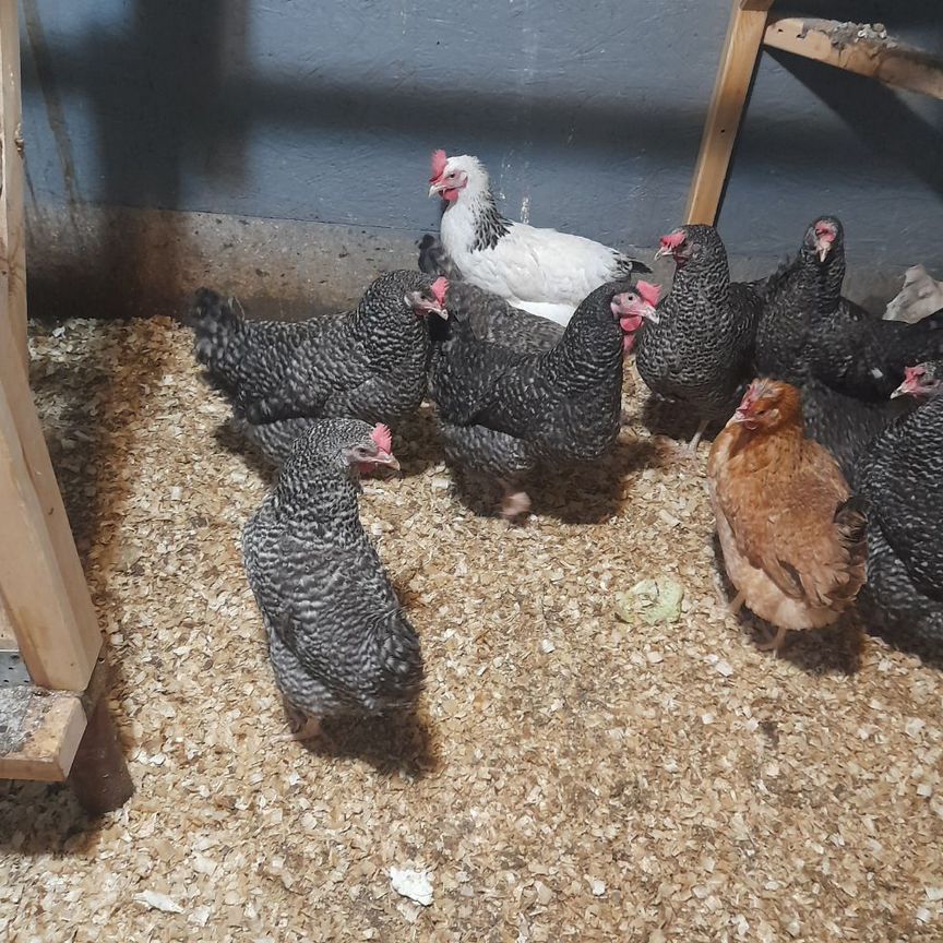 Куры несушки молодки доминат