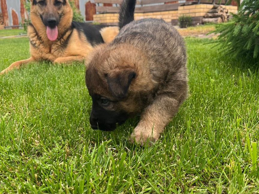 Немецкая овчарка