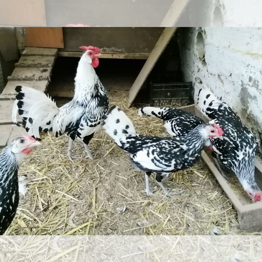 Семьи породных кур