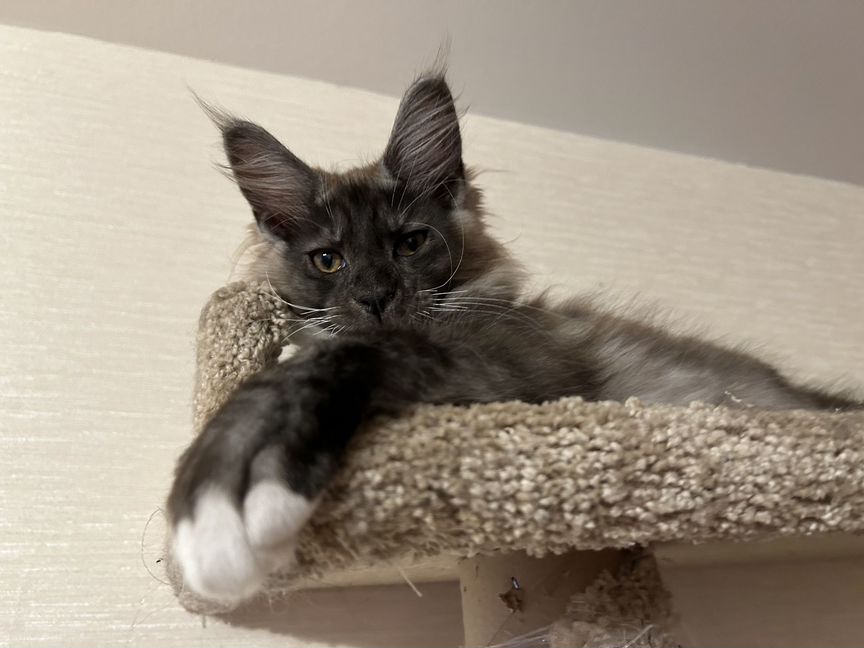 Котенок Мейн-кун