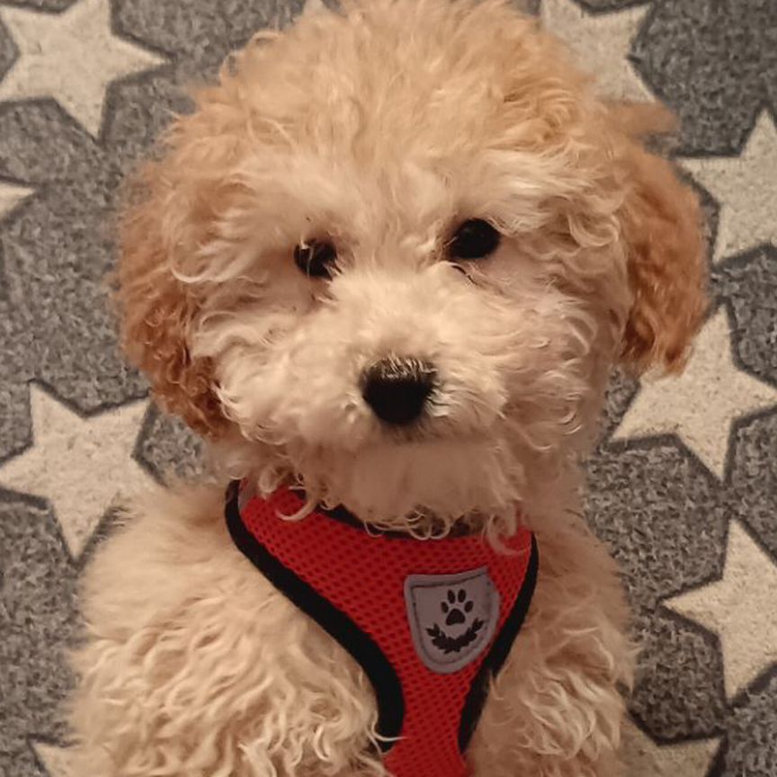 Той-пудель мини щенок