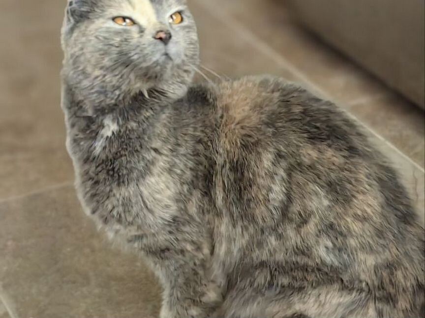 Кошки породистые вислоухие