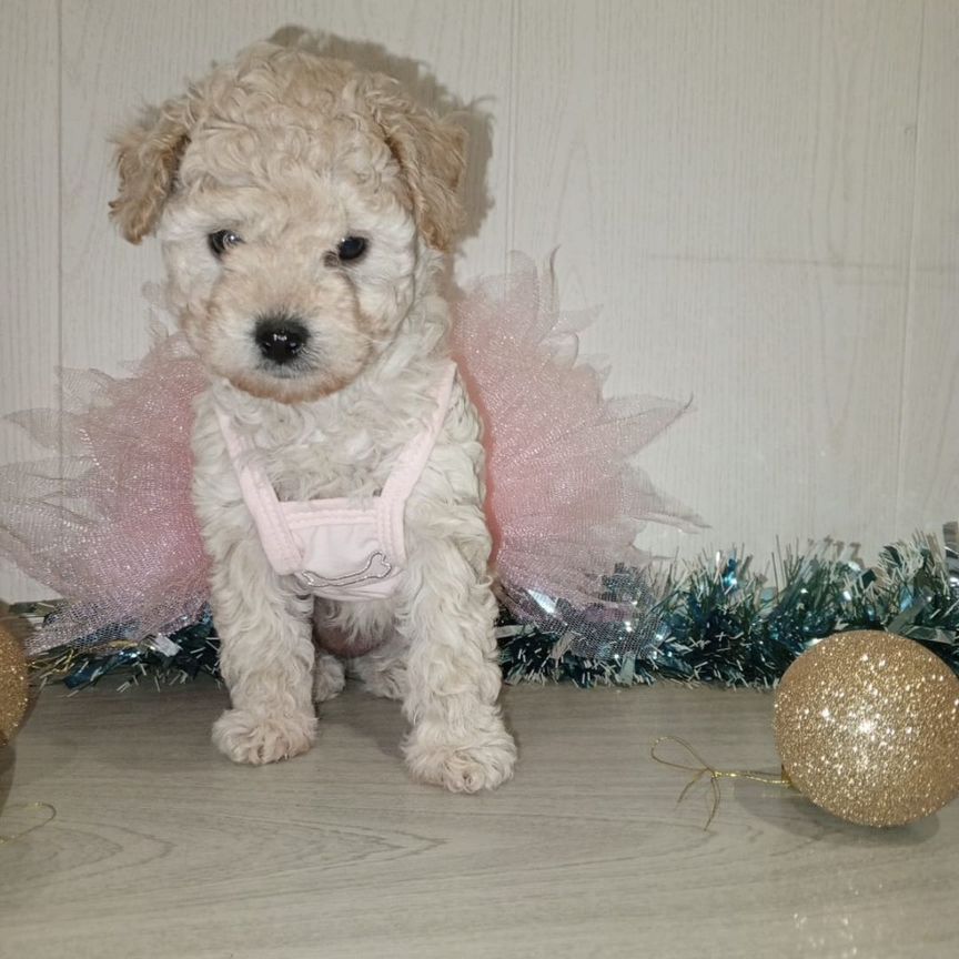 Милая красавица