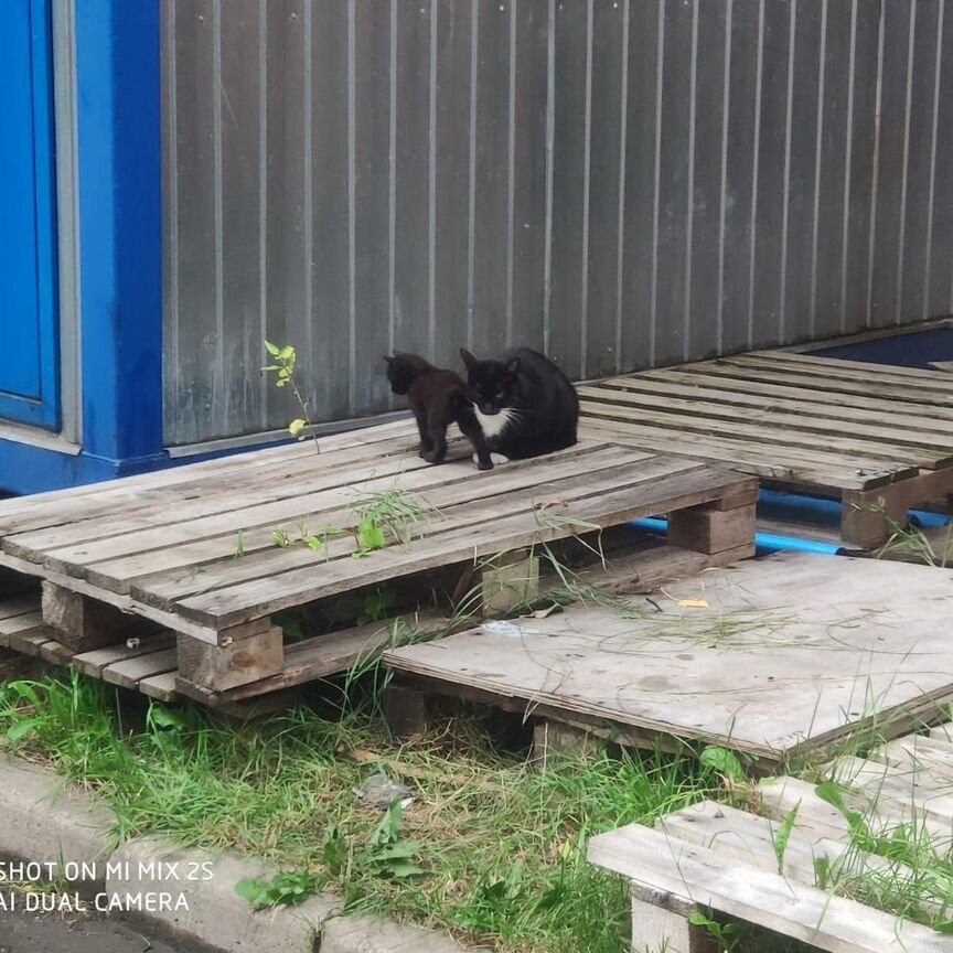 Марис и Ванесса