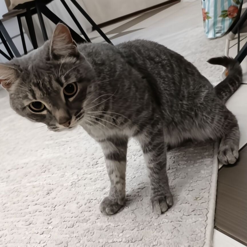 Взрослый кот в добрые руки