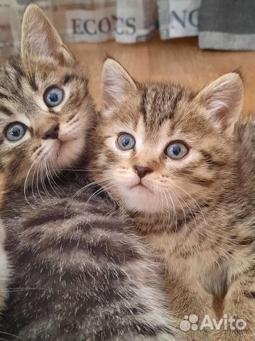 Шотландские котята