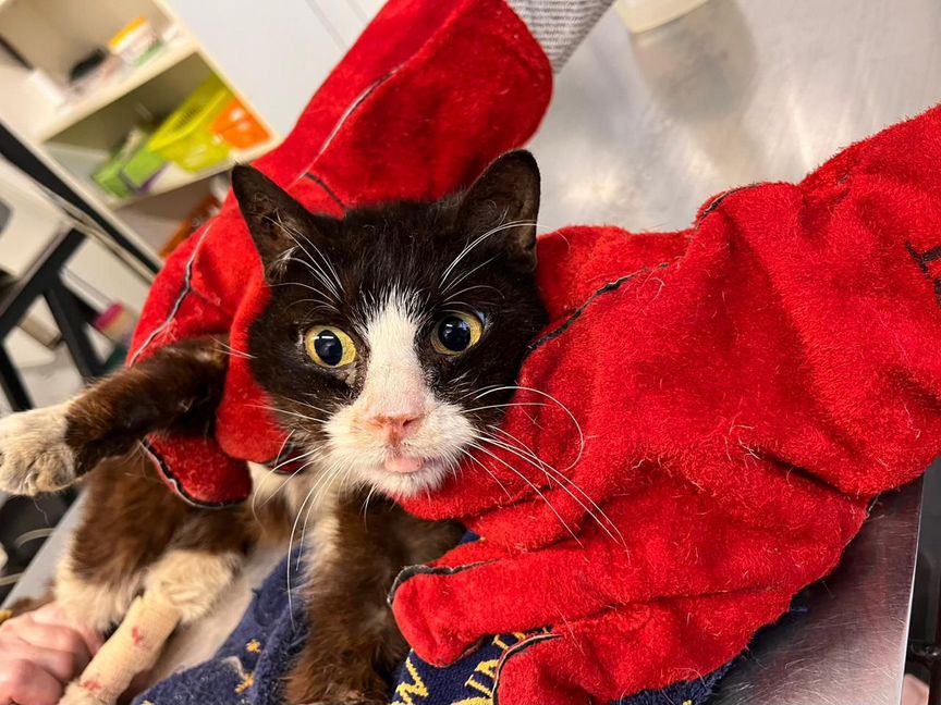 Лейкоз у спасенной кошки