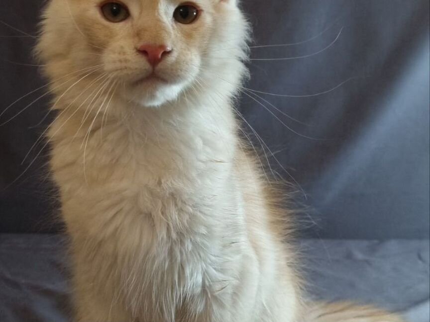 Продаю котят мейн-кунов