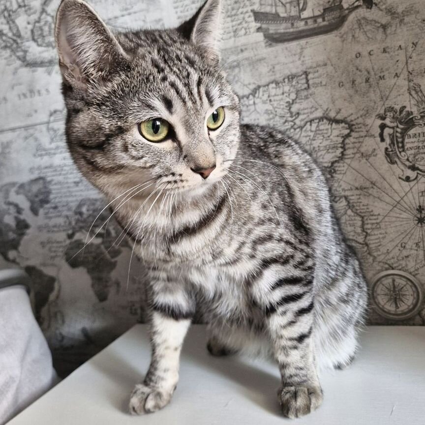 Британский короткошёрстный, взрослый кот