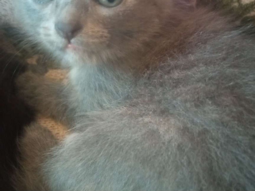 Милый котёнок