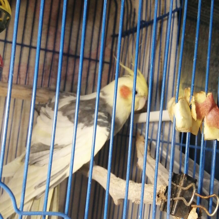 Попугай карела с клеткой