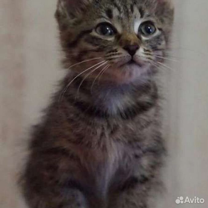 Необыкновенный котёнок в Добрые ручки