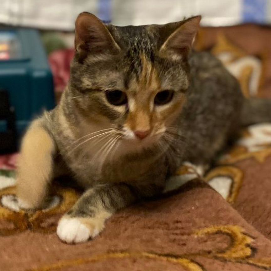 Взрослая, кошка в добрые руки