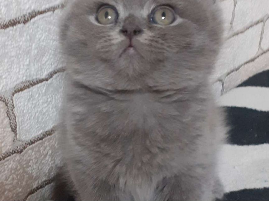 Шотландские котята