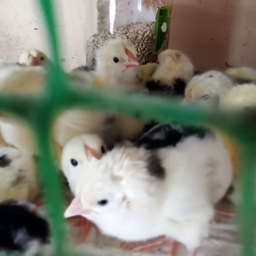 Цыплята пушкинской породы