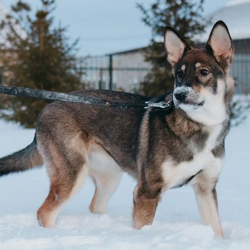 Взрослая собака в добрые руки