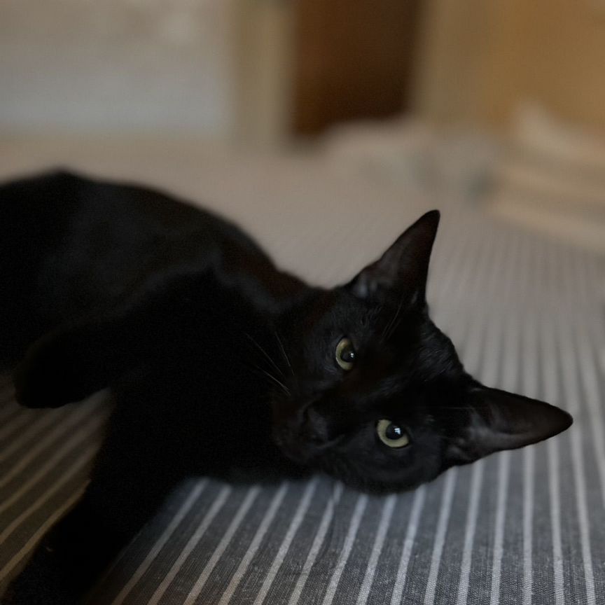 Котенок девочка ищет дом