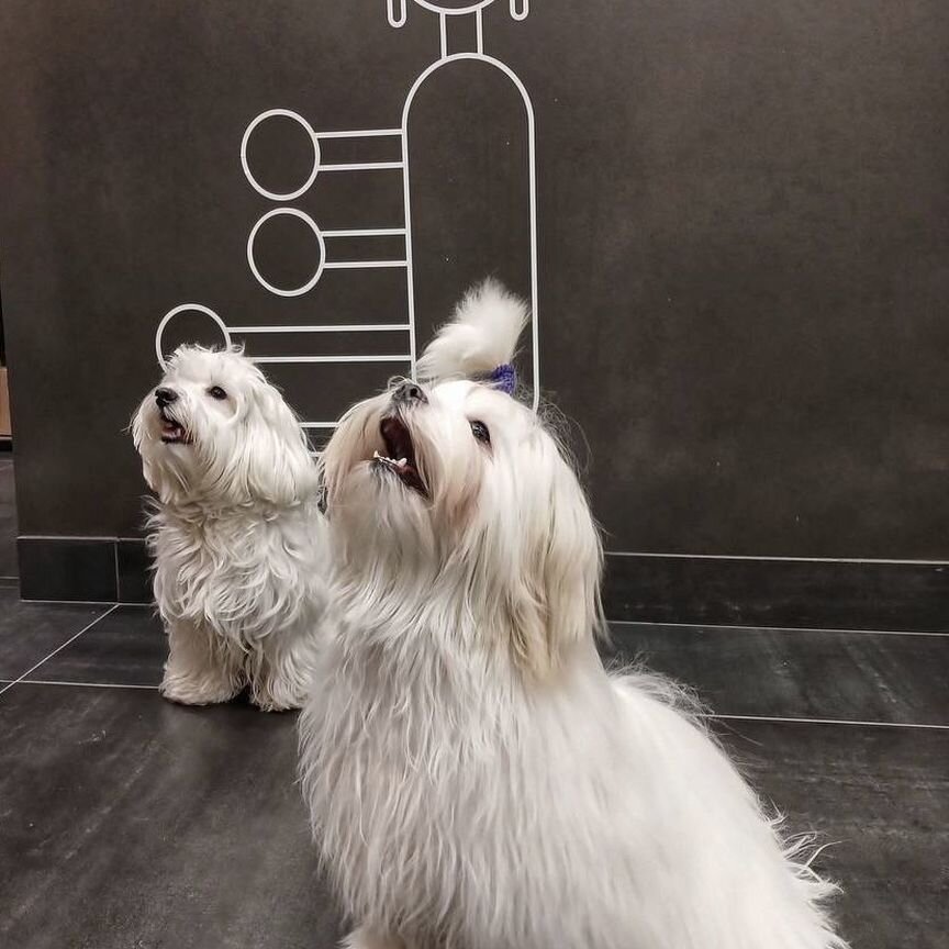 Продам щенков мальтезе