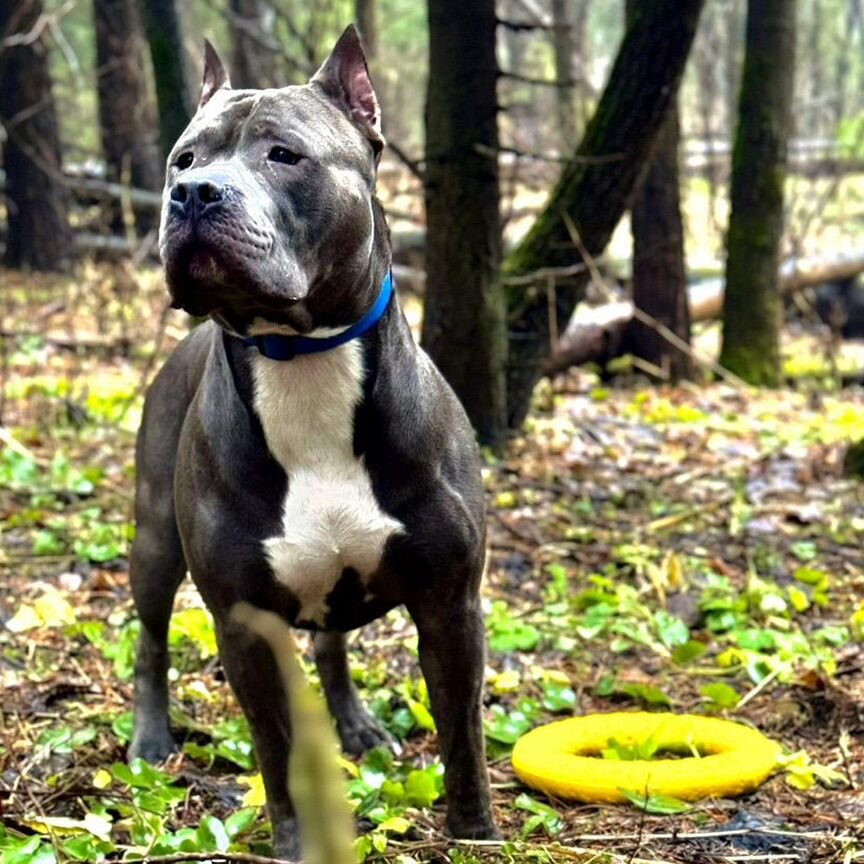 Американский стаффордширский терьер, щенок