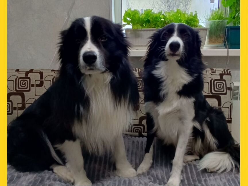 Щенки Бордер колли