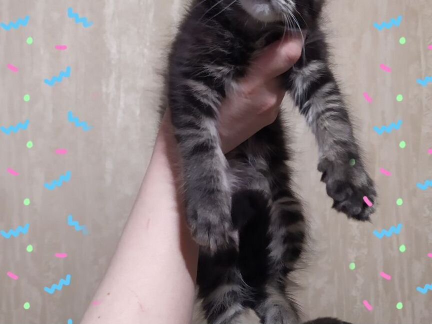 Котята мейн-кун