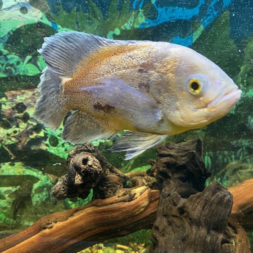 Астронотус