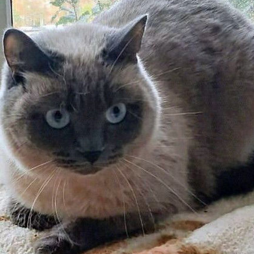 Кошечка Есения 3 года.(умерла хозяйка)