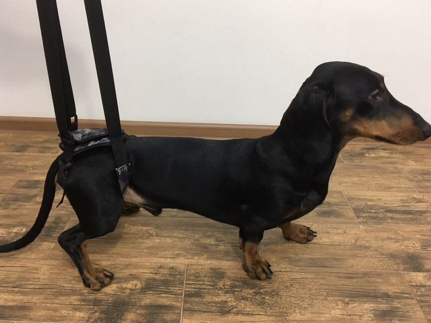 Ручные ходунки переноски для животных